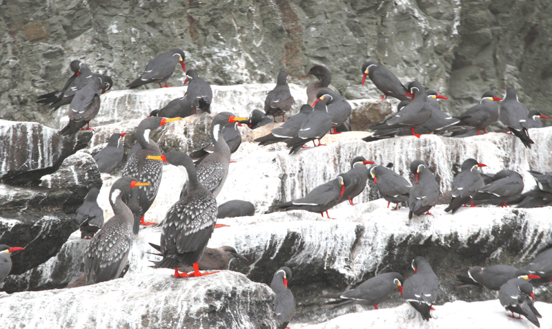 Western Peru: Feathers and Traditions